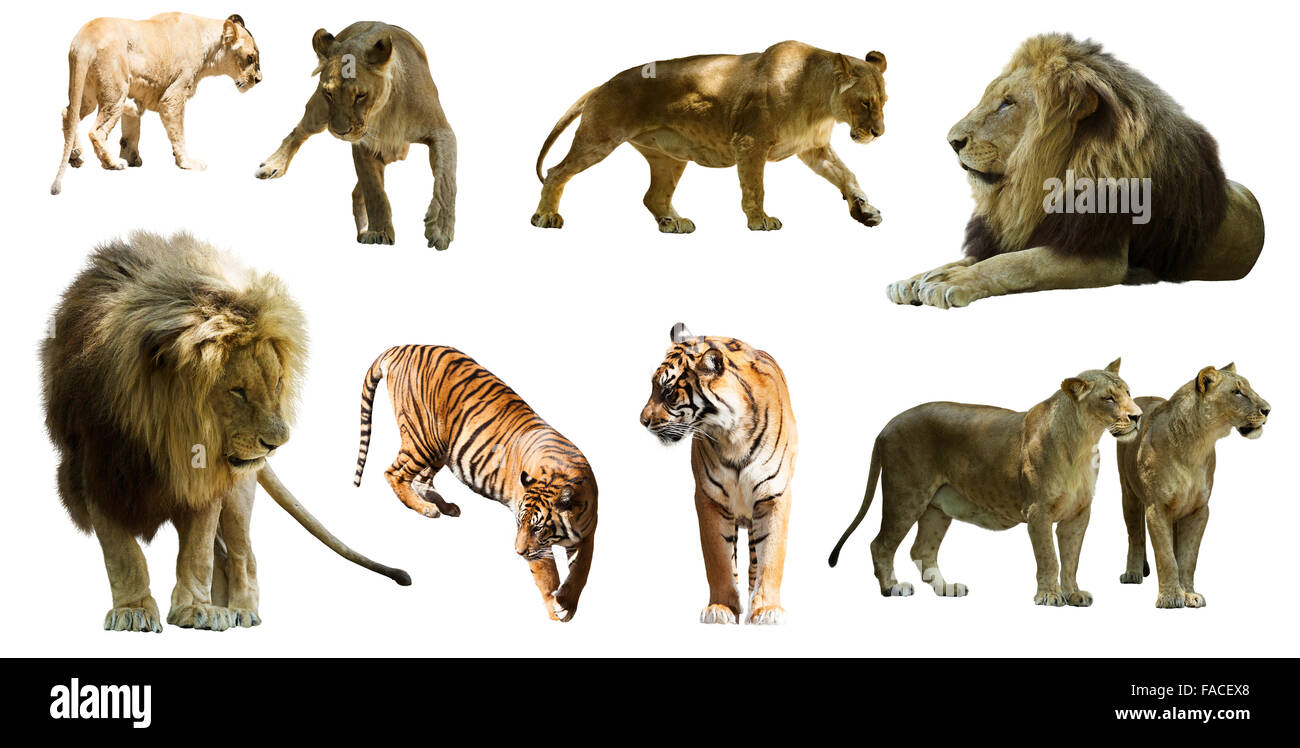 Set of lions and tigres. Isolated over white Stock Photo - Alamy