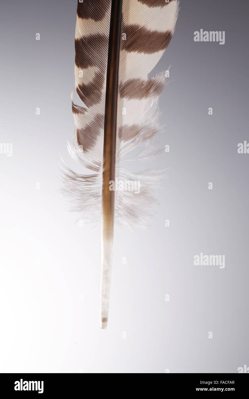 closeup of the quill pen on the gray background Stock Photo - Alamy