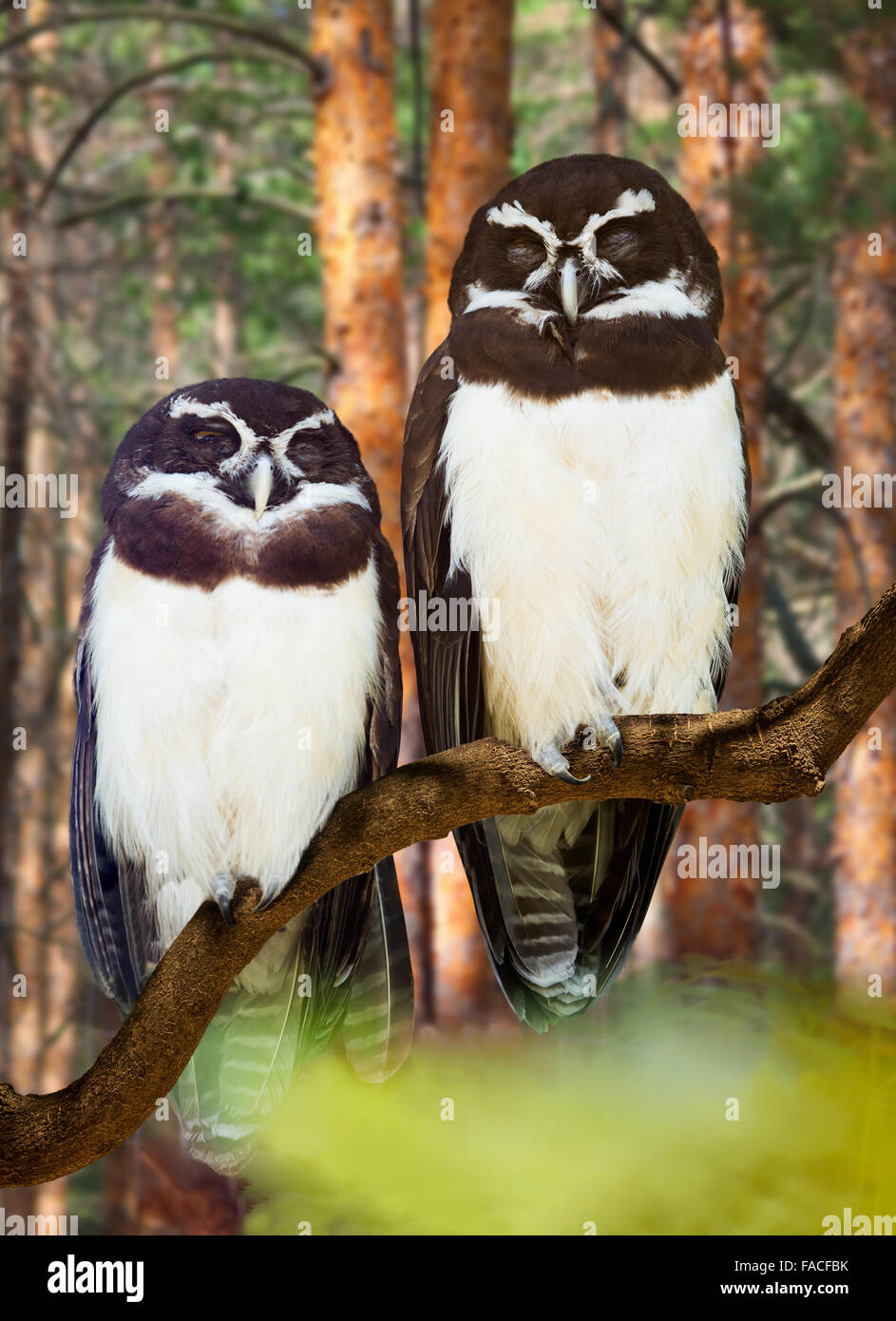 Spectacled owl and bolivia hi-res stock photography and images - Alamy