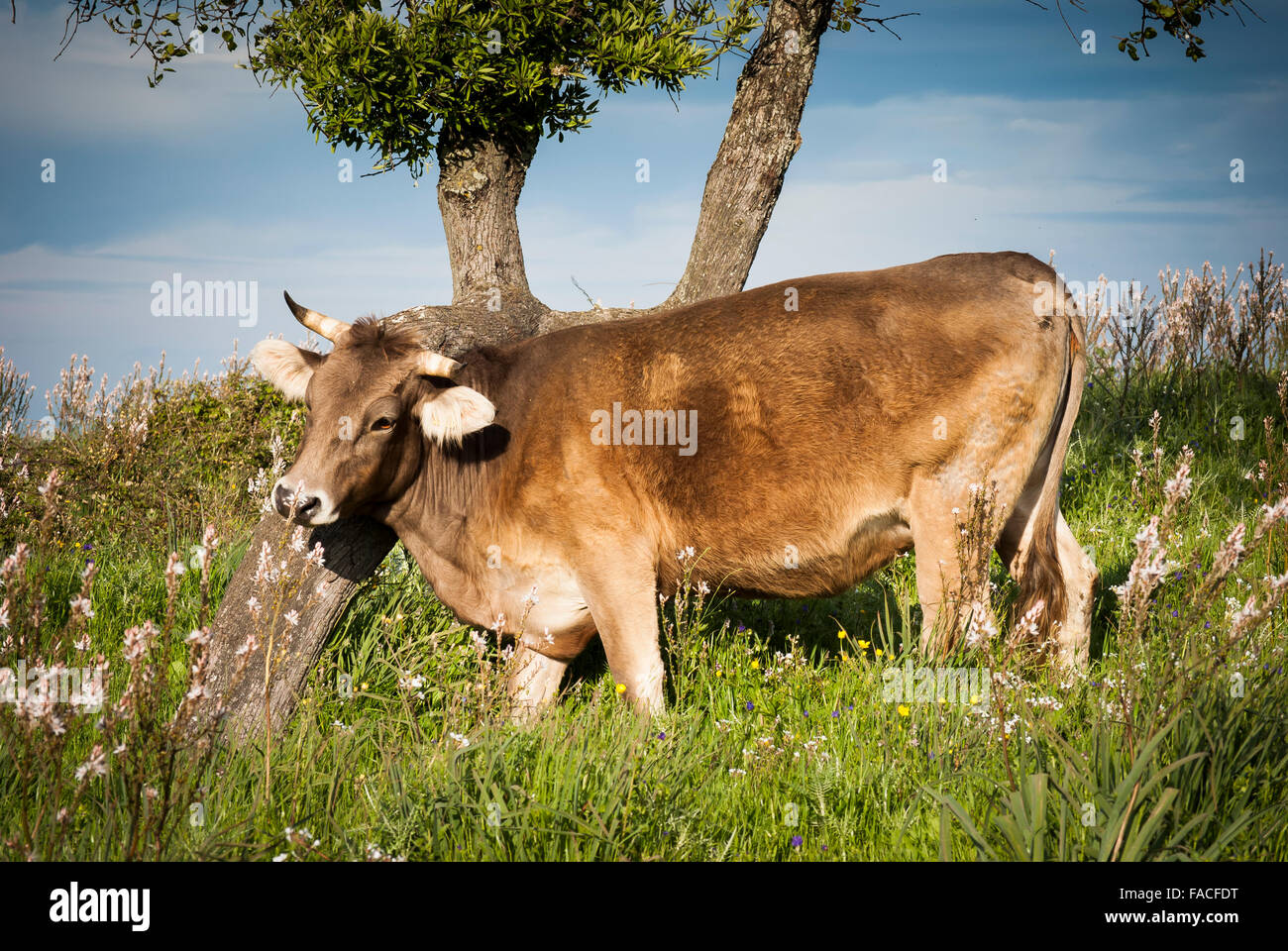 Cow and grass hi-res stock photography and images - Alamy