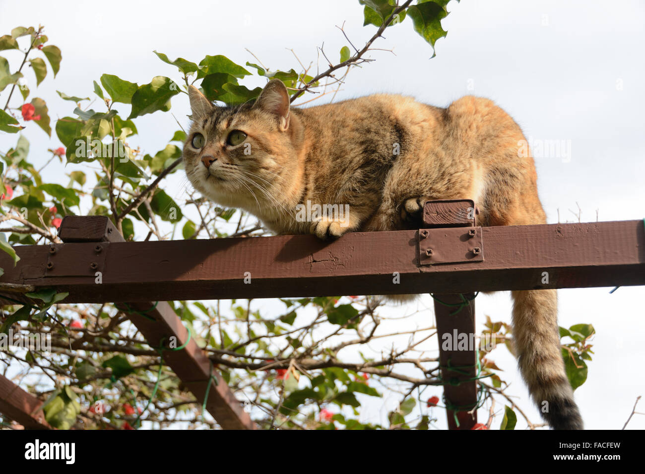 Cat crouching waiting for prey Stock Photo - Alamy