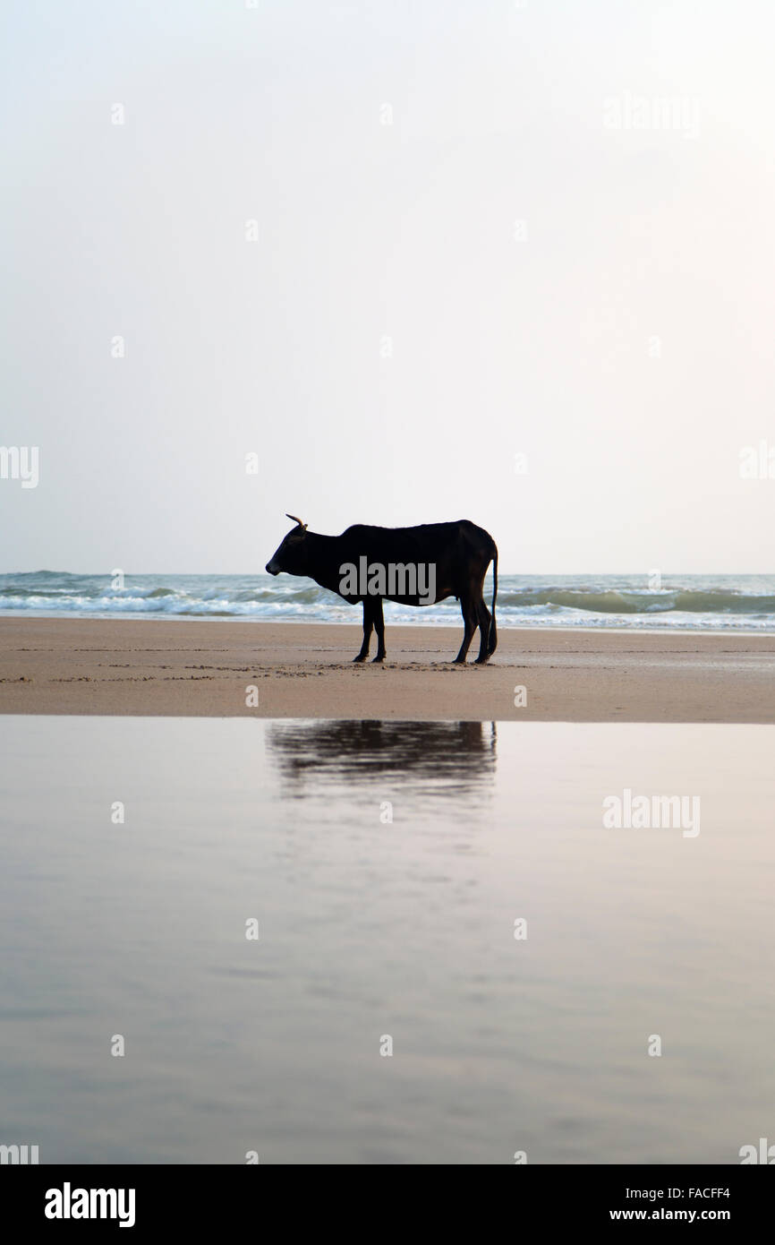 Goa cow hi-res stock photography and images - Alamy