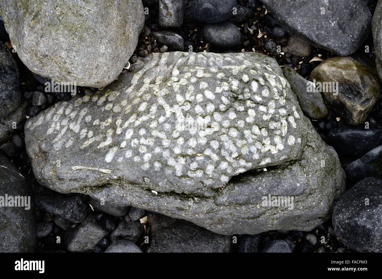 Limestone coral hi-res stock photography and images - Alamy