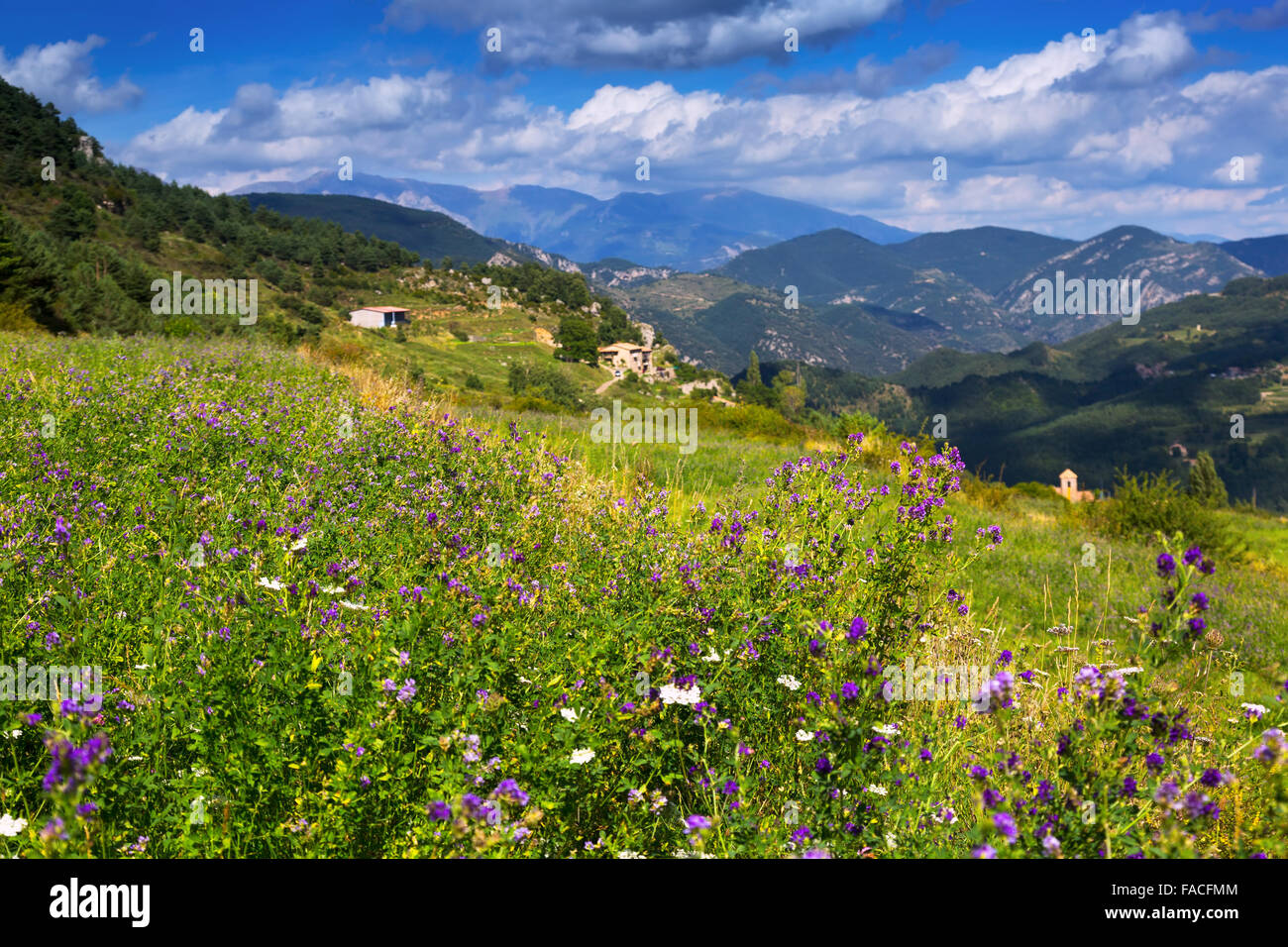 mountain meadow with flowers. Pyrenees, Catalonia Stock Photo - Alamy