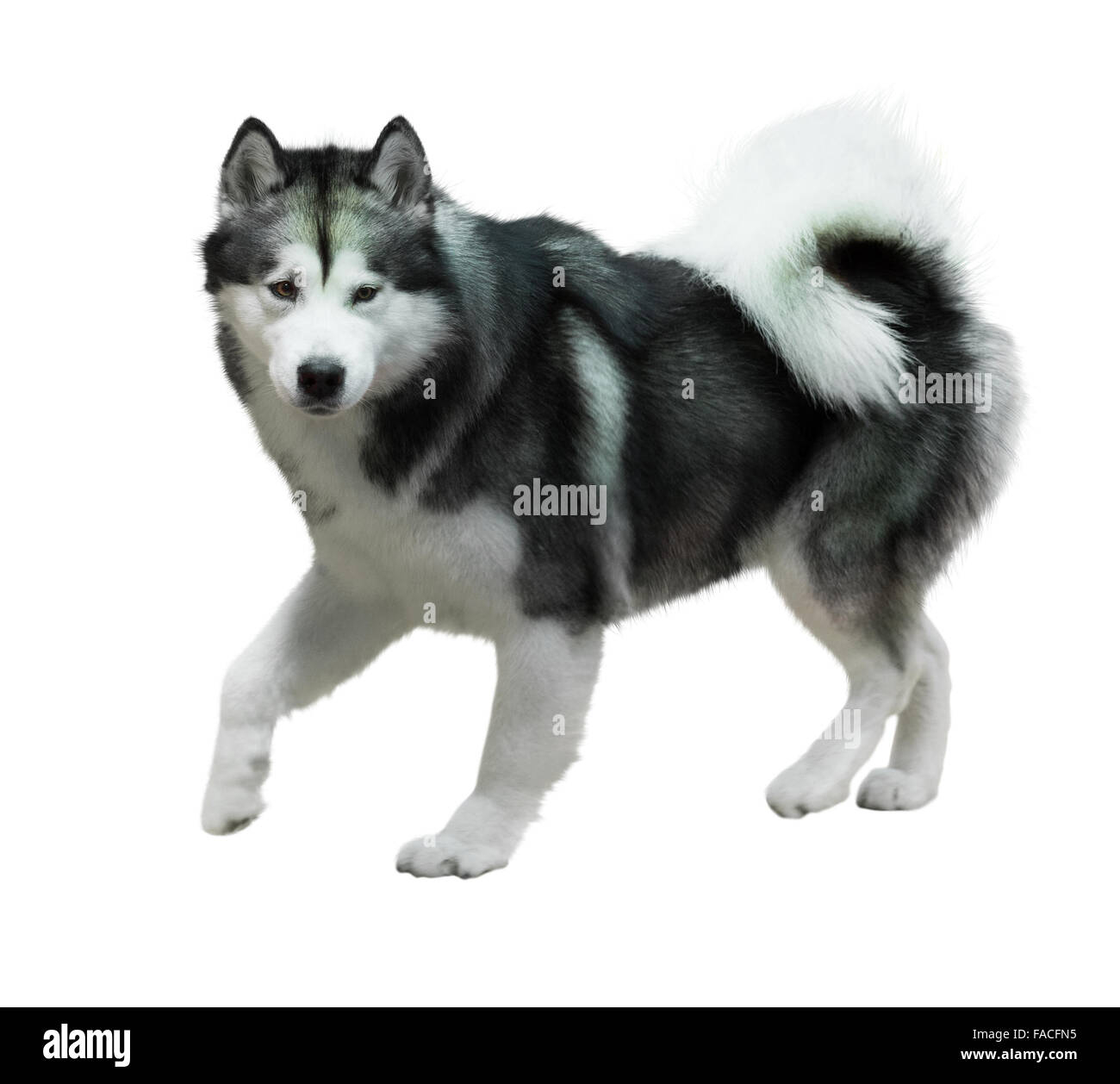 Energetic fluffy Siberian Husky in playful mood, isolated over white ...