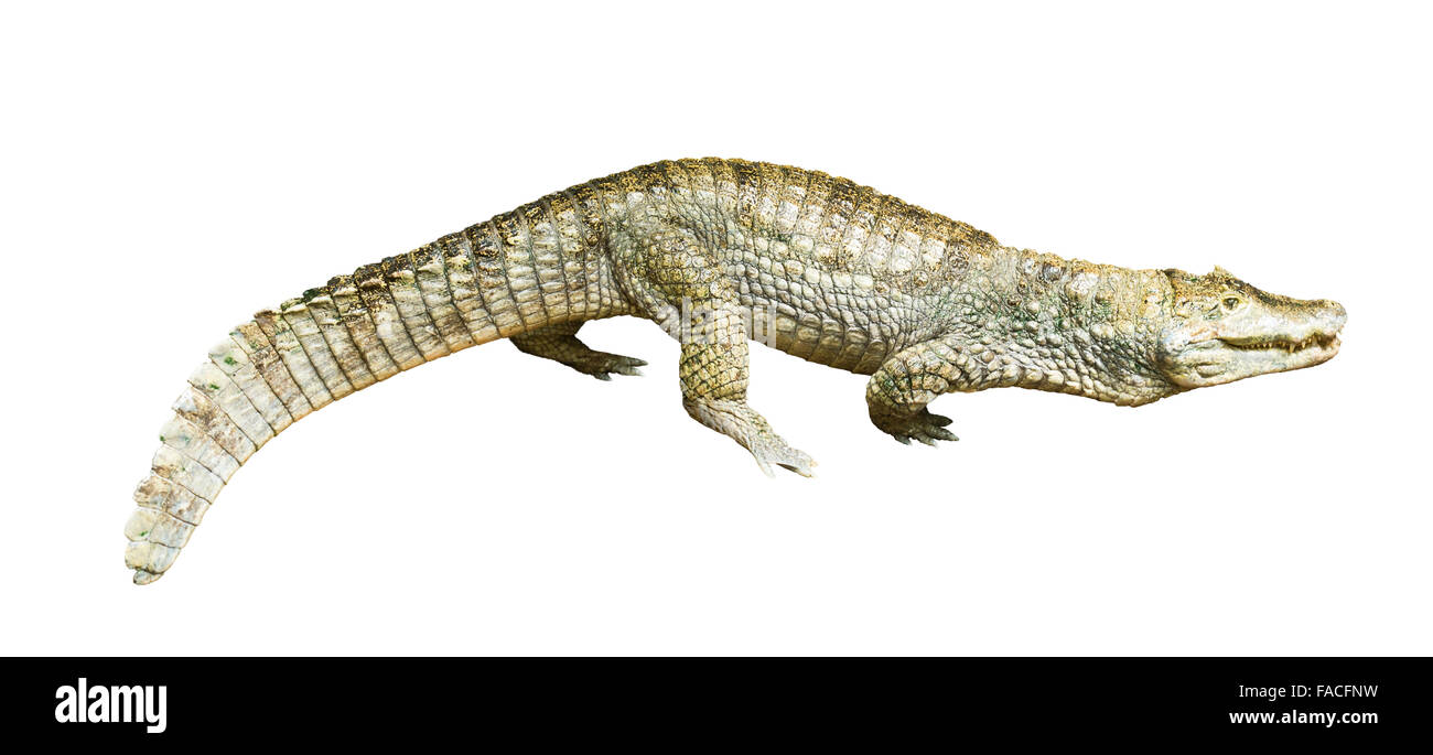 Spectacled caiman head Cut Out Stock Images & Pictures - Alamy