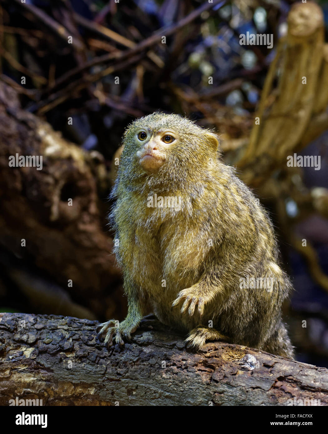 Amazon rainforests hi-res stock photography and images - Alamy