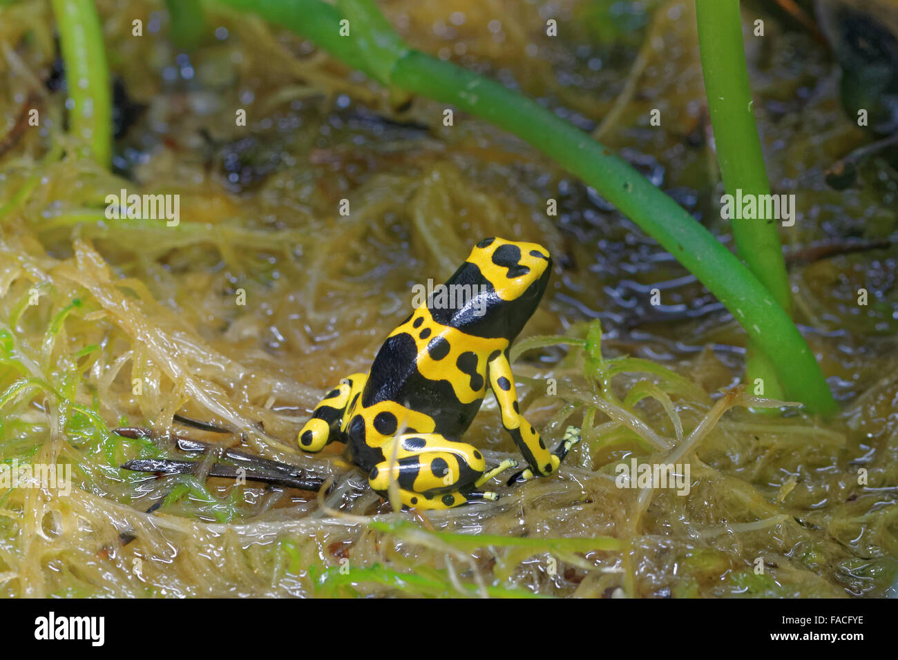 Yellow-banded poison dart frog (Dendrobates leucomelas), also known as ...