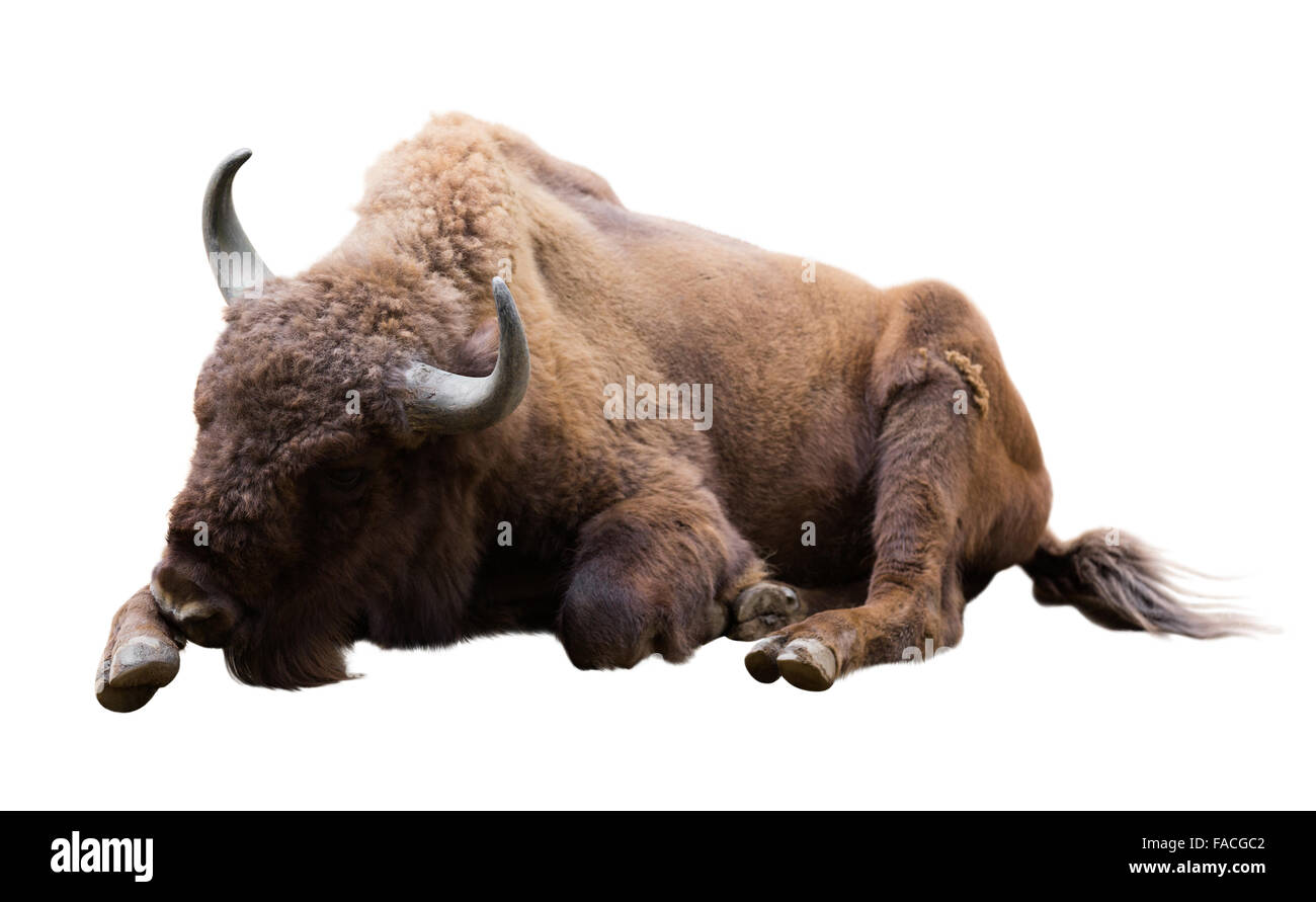 Laying european bison. Isolated on white background Stock Photo - Alamy