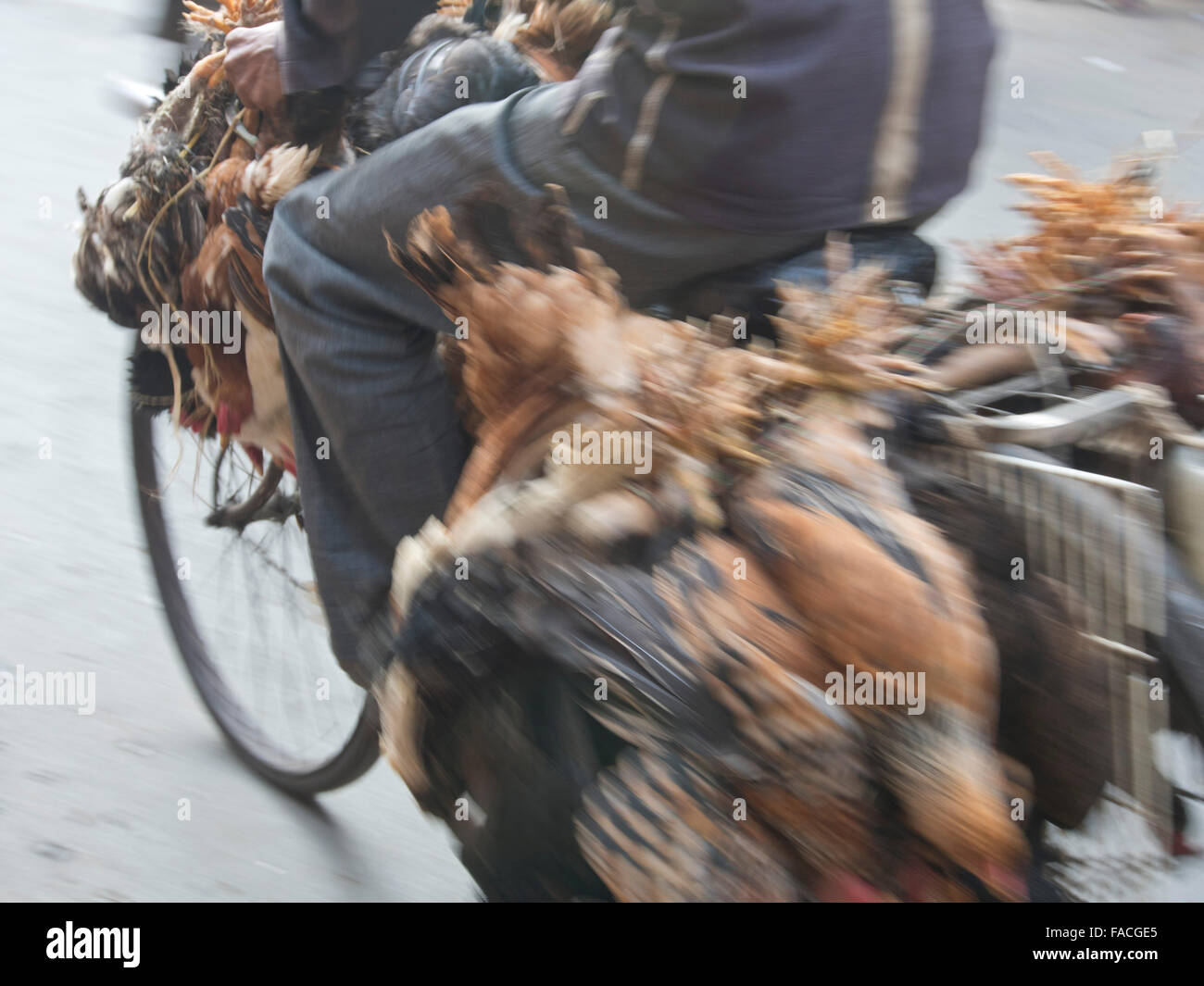 Cyclist taking chicken to the market in Kolkata, India Stock Photo - Alamy