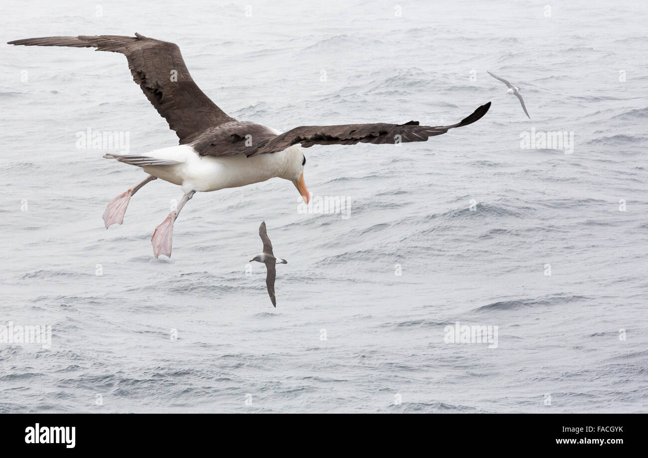 A Grey Headed Albatross; Thalassarche chrysostoma, and Black Browed ...