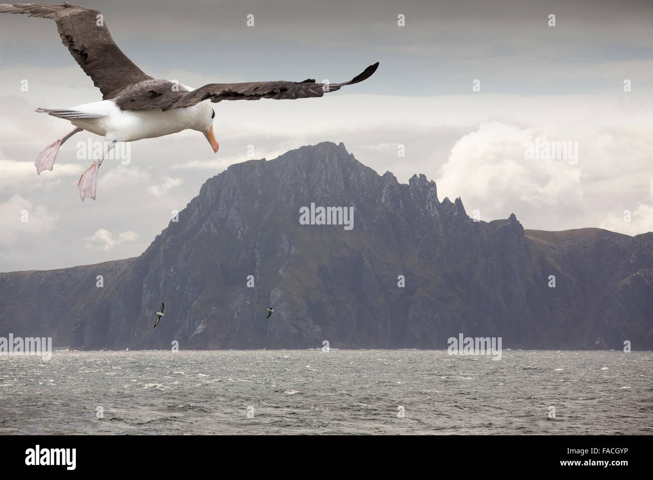 Cape Horn at the southern tip of South America, with Black Browed ...