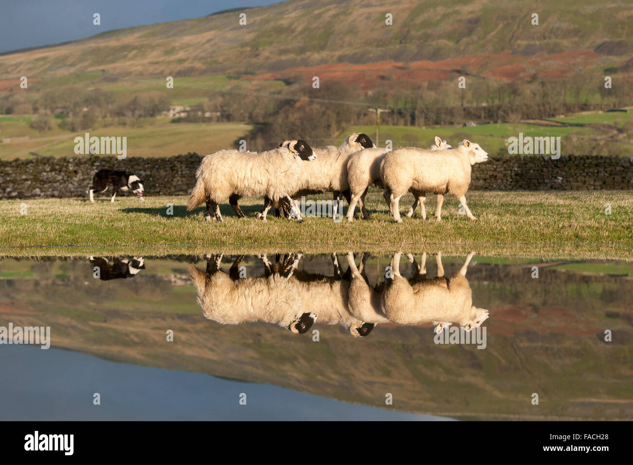 Hawes, Wensleydale, Yorkshire, UK. 27th Dec, 2015. Border collie, Titch ...