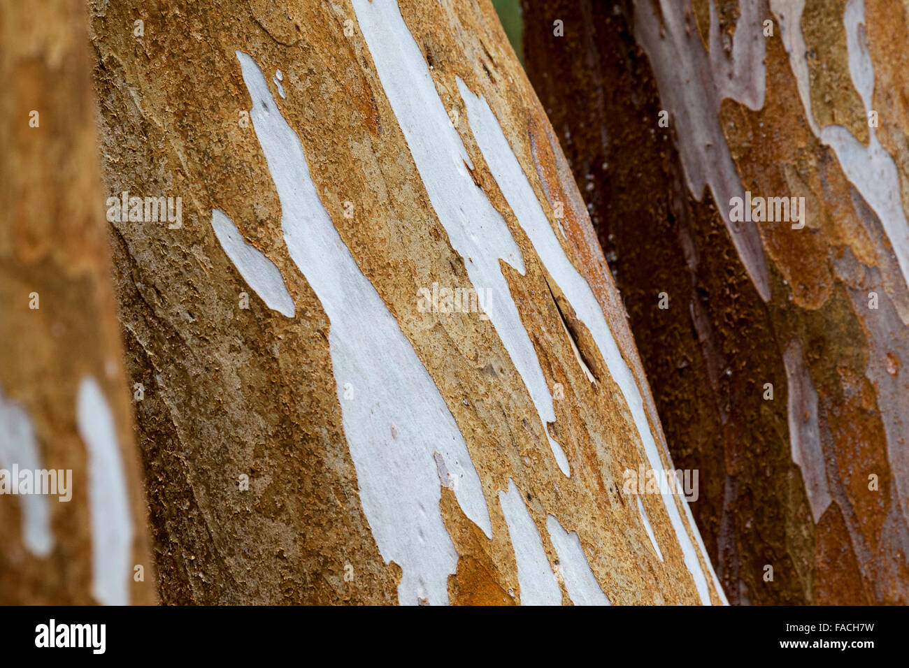 Luma apiculata hi-res stock photography and images - Alamy