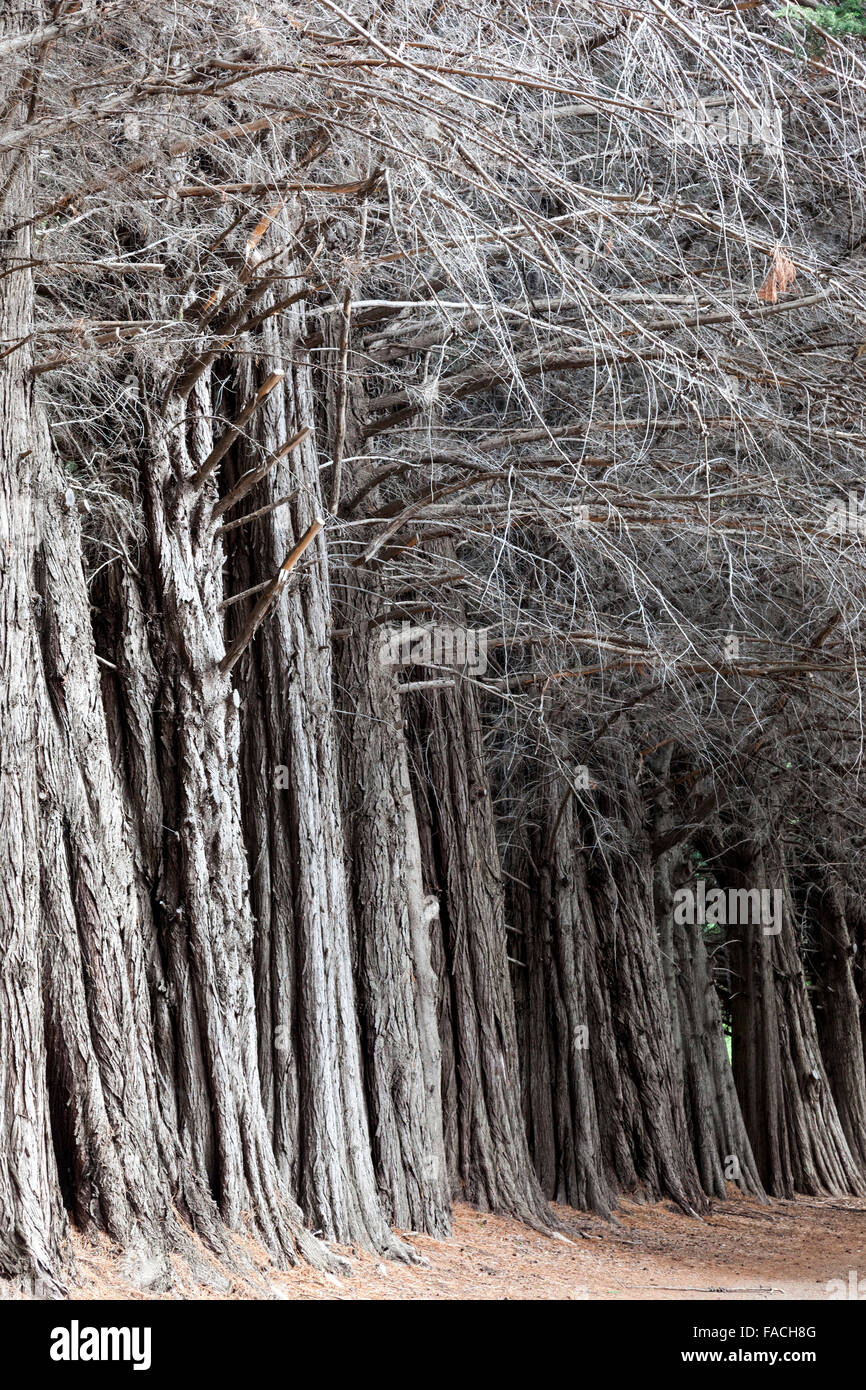 Los arrayanes national park hi-res stock photography and images - Alamy