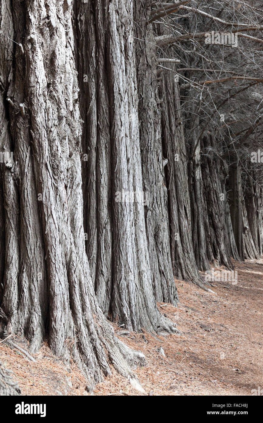 Forest on Quetrihué Peninsula, Los Arrayanes National Park, near ...