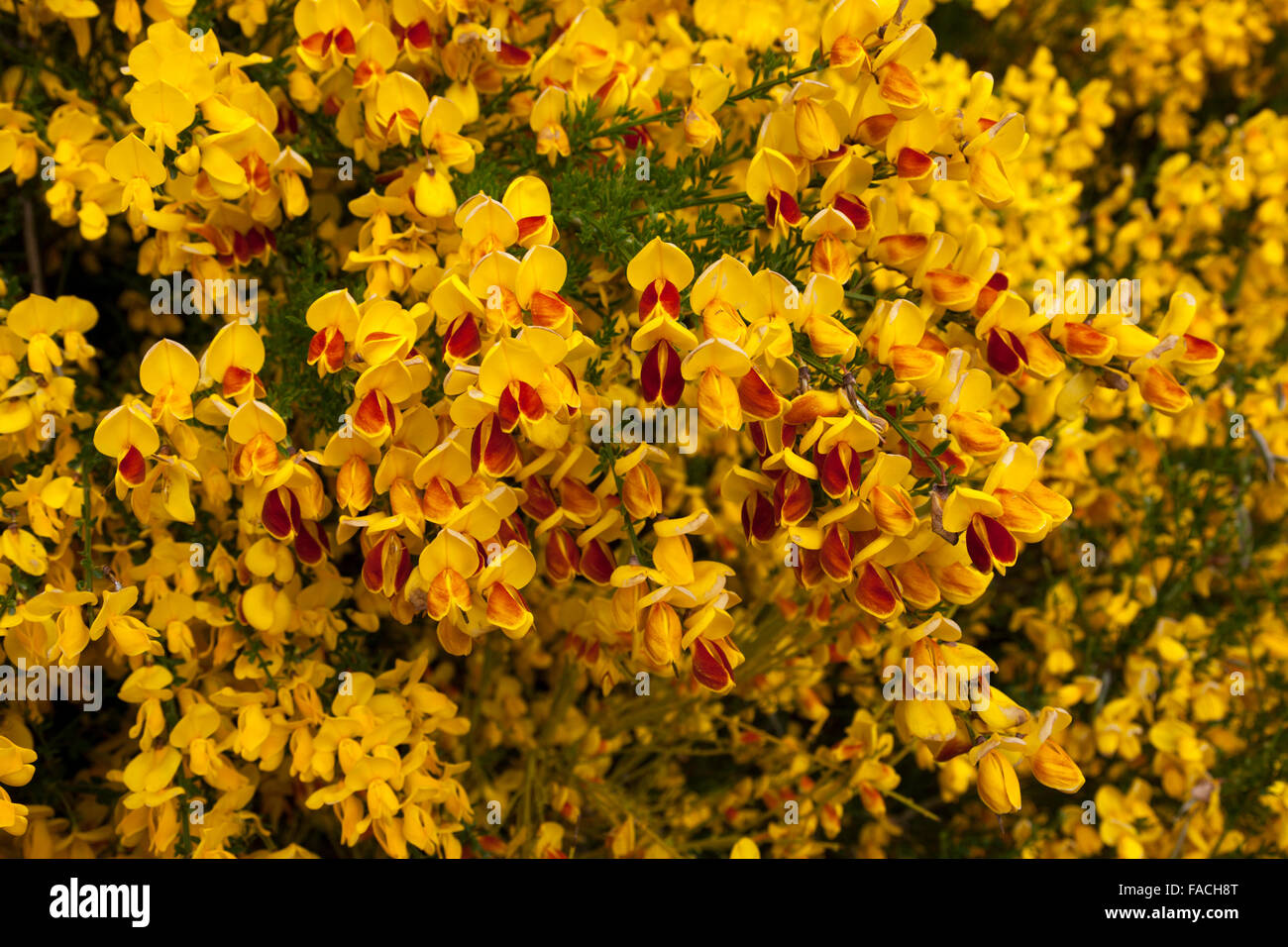 Yellow flowering Broom or Gorse (Genista) growing in South America ...