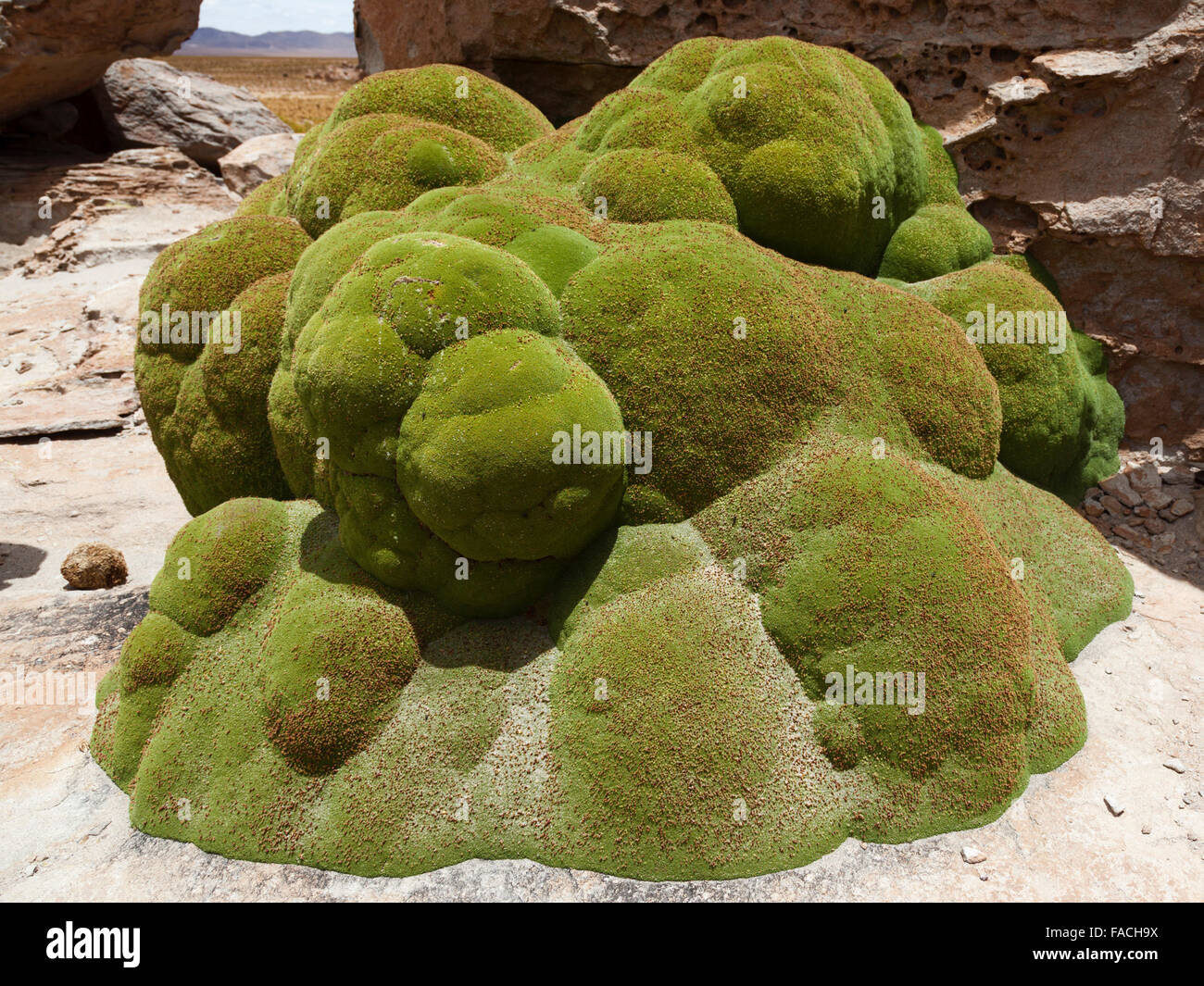 Yareta or Llareta (Azorella compacta, Azorella yareta), evergreen ...