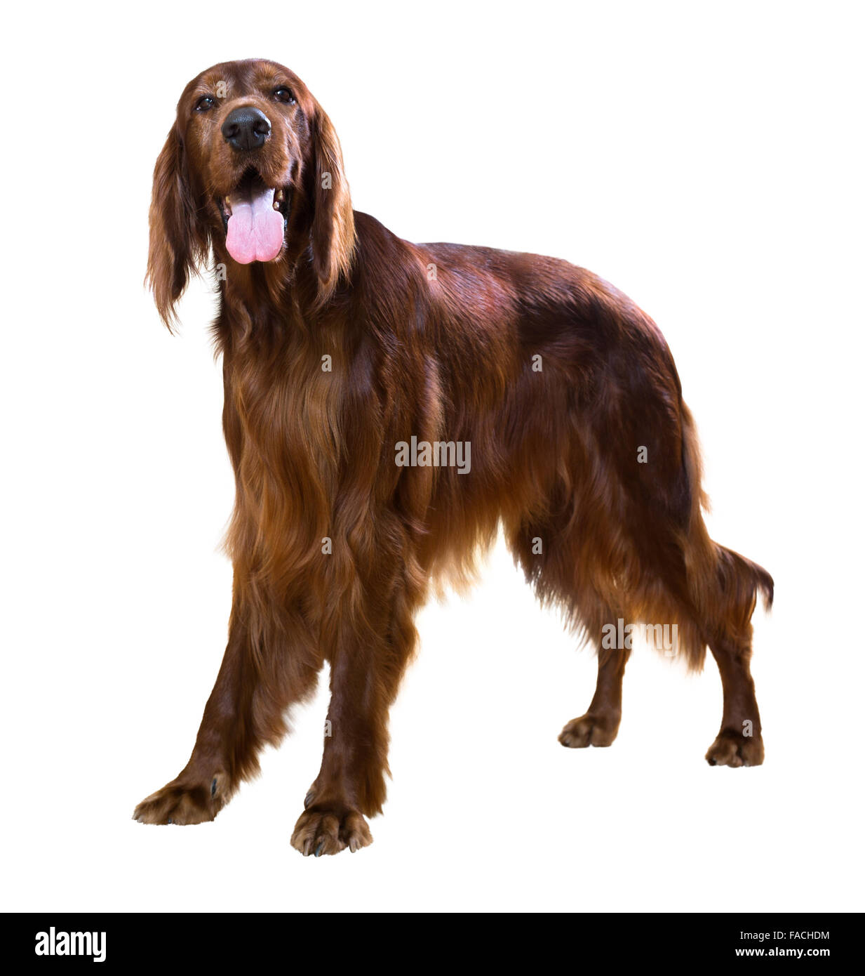 male red irish Setter, isolated on white Stock Photo - Alamy