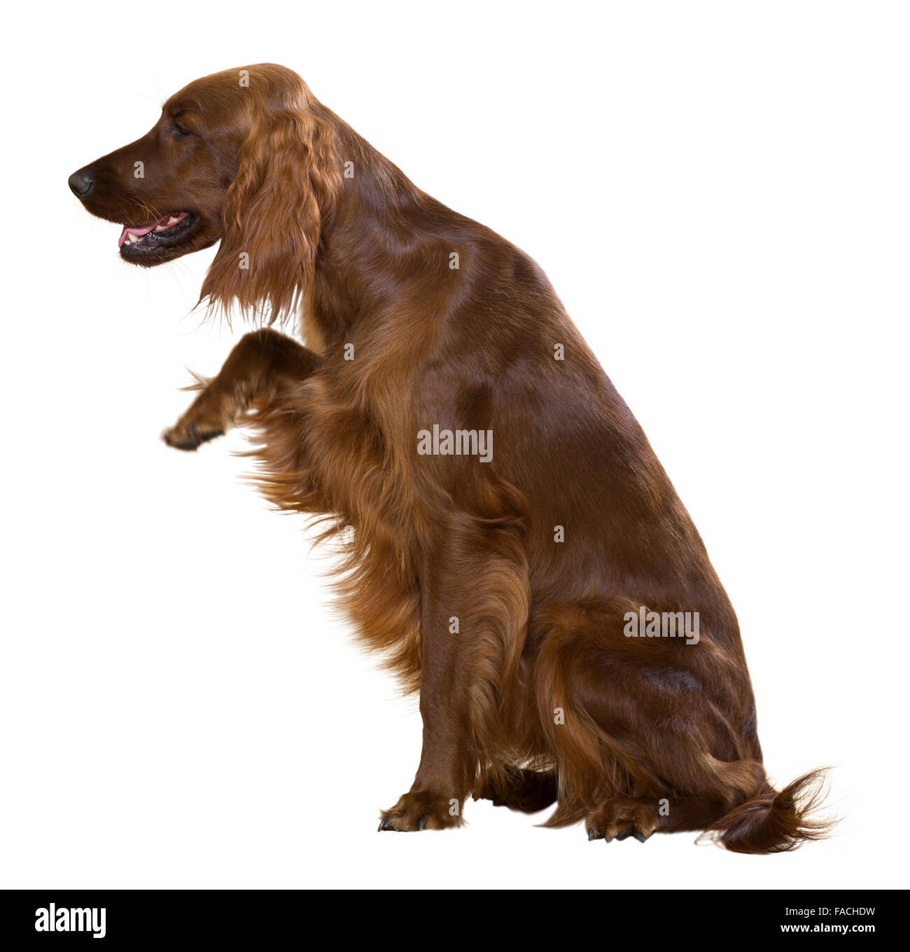 Sitting red setter Isolated over white background Stock Photo - Alamy