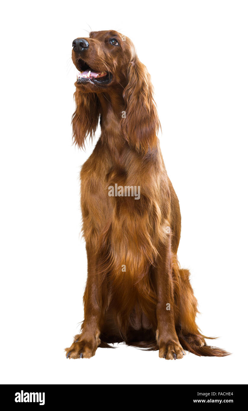 Sitting Irish Setter, isolated over white background Stock Photo - Alamy