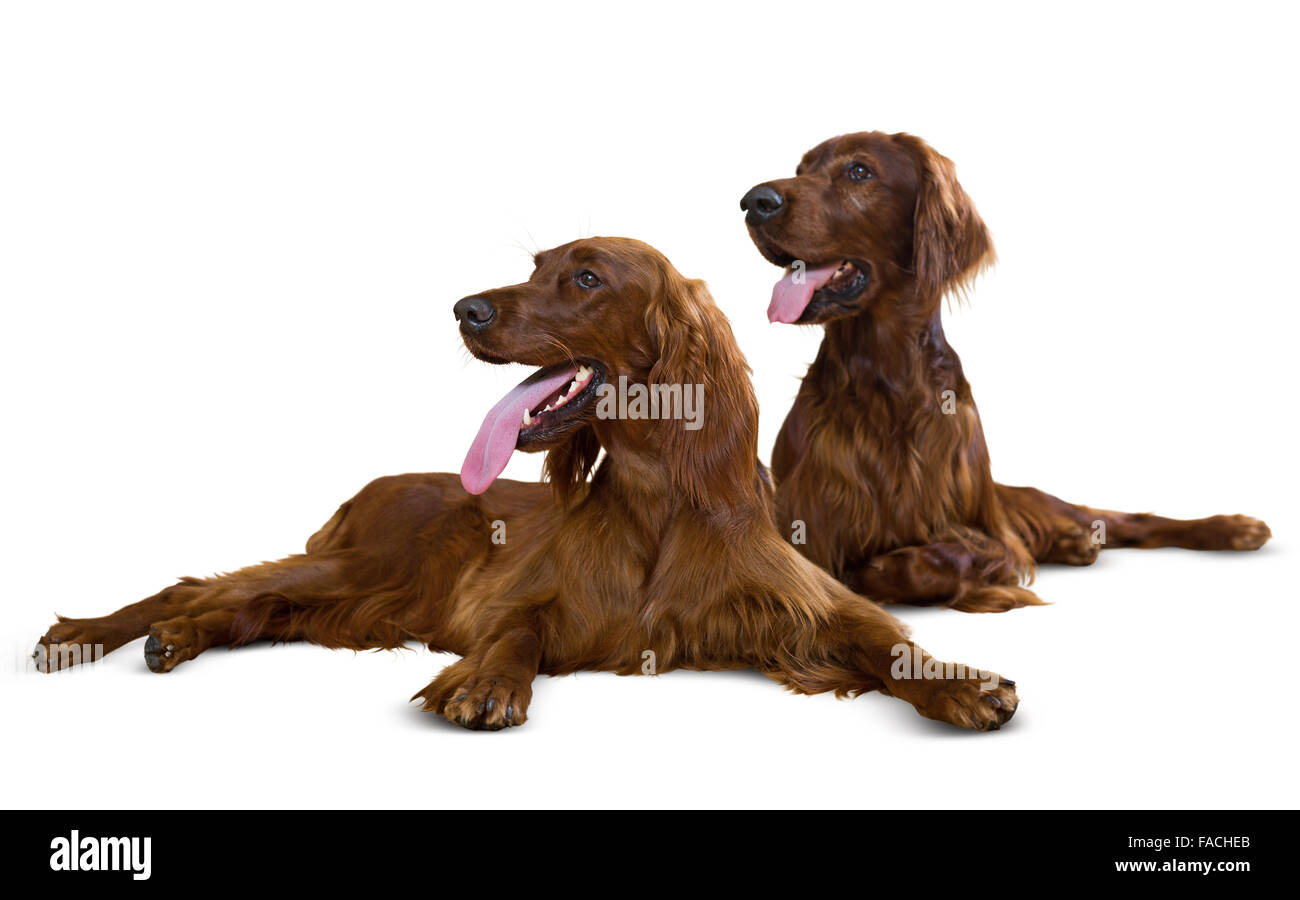 Couple of Irish Setters. Isolated over white background Stock Photo - Alamy