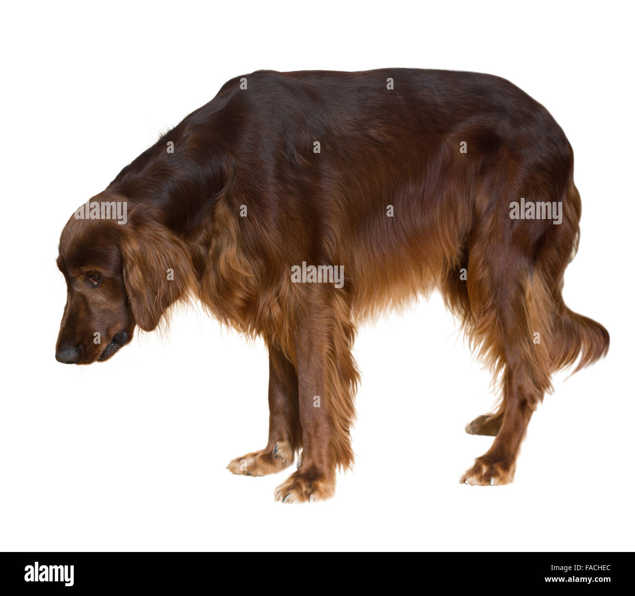 Male Irish Setter, isolated on white Stock Photo - Alamy