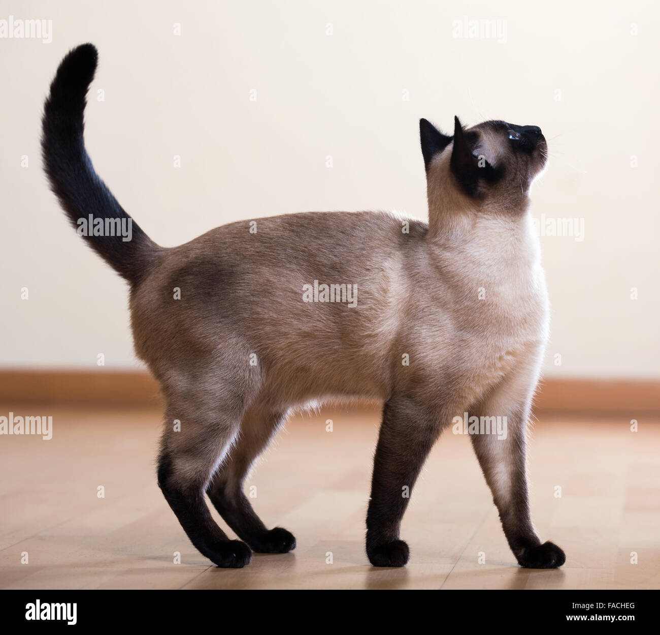 full length shot of Standing young adult siamese cat Stock Photo - Alamy