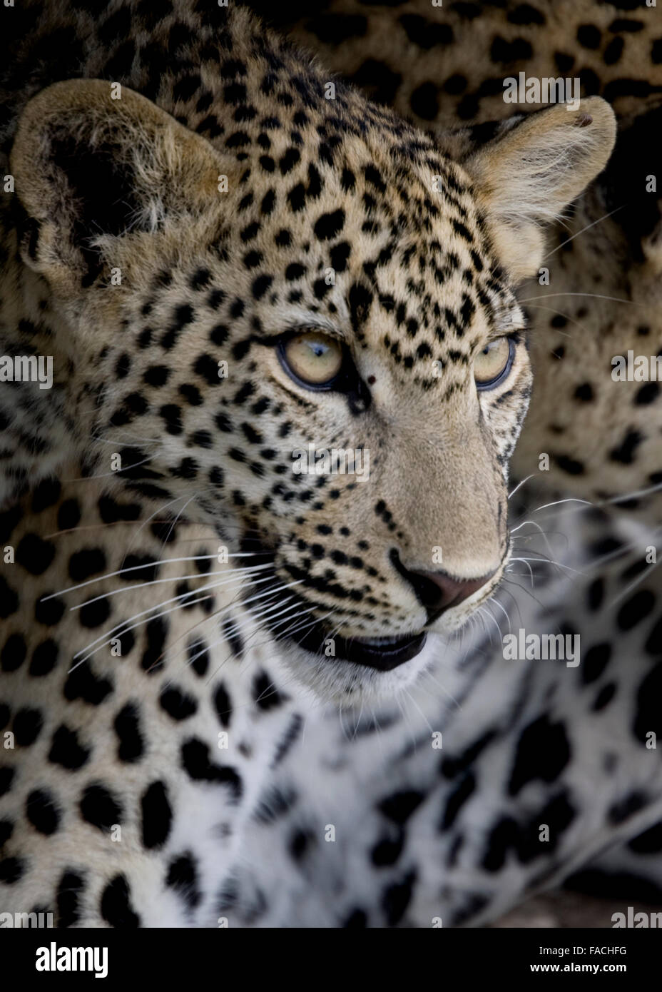 Leopard Cub Head View Tanzania East Africa Stock Photo - Alamy