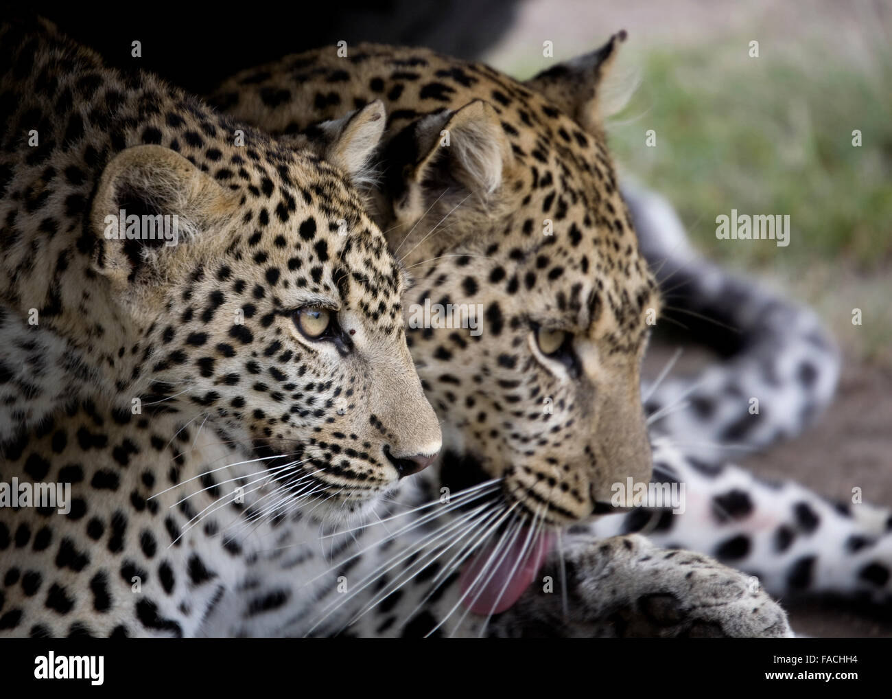 Leopard Mother and Cub Head View Tanzania East Africa Stock Photo - Alamy