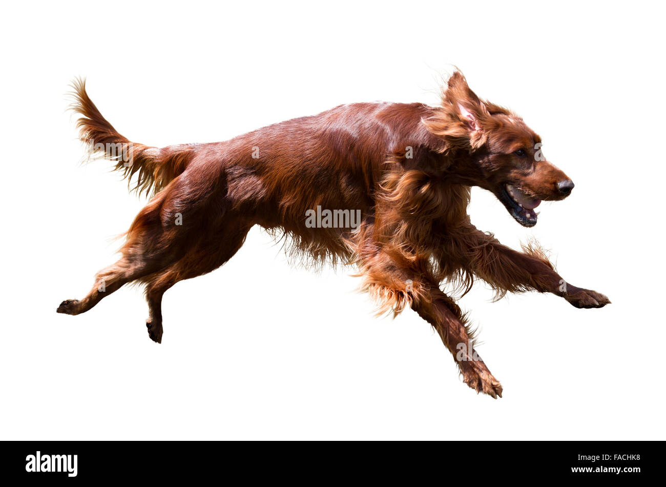 Running Irish Setter, isolated on white background Stock Photo - Alamy