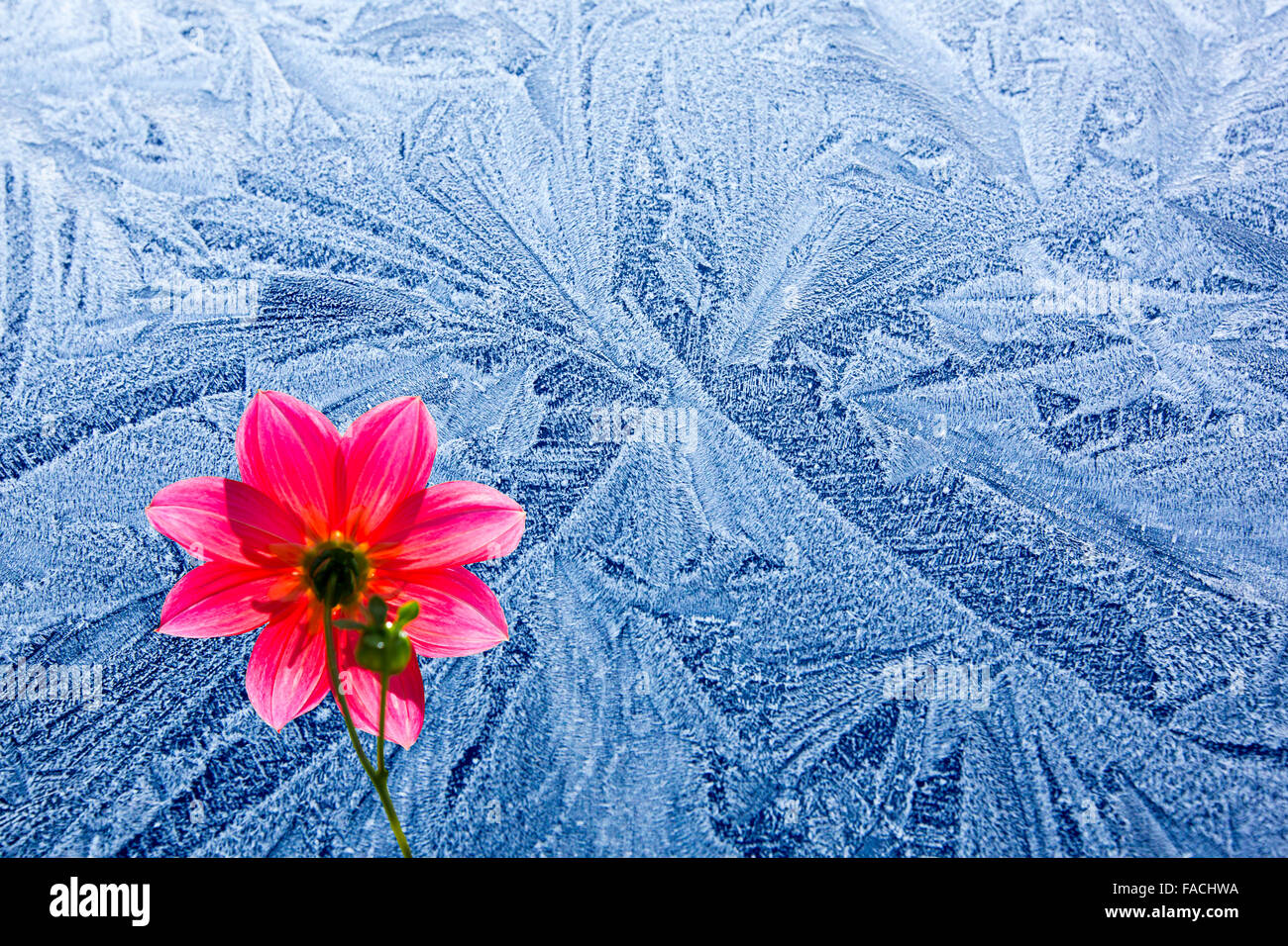 Frost patterns on a car roof and flower composite Stock Photo - Alamy