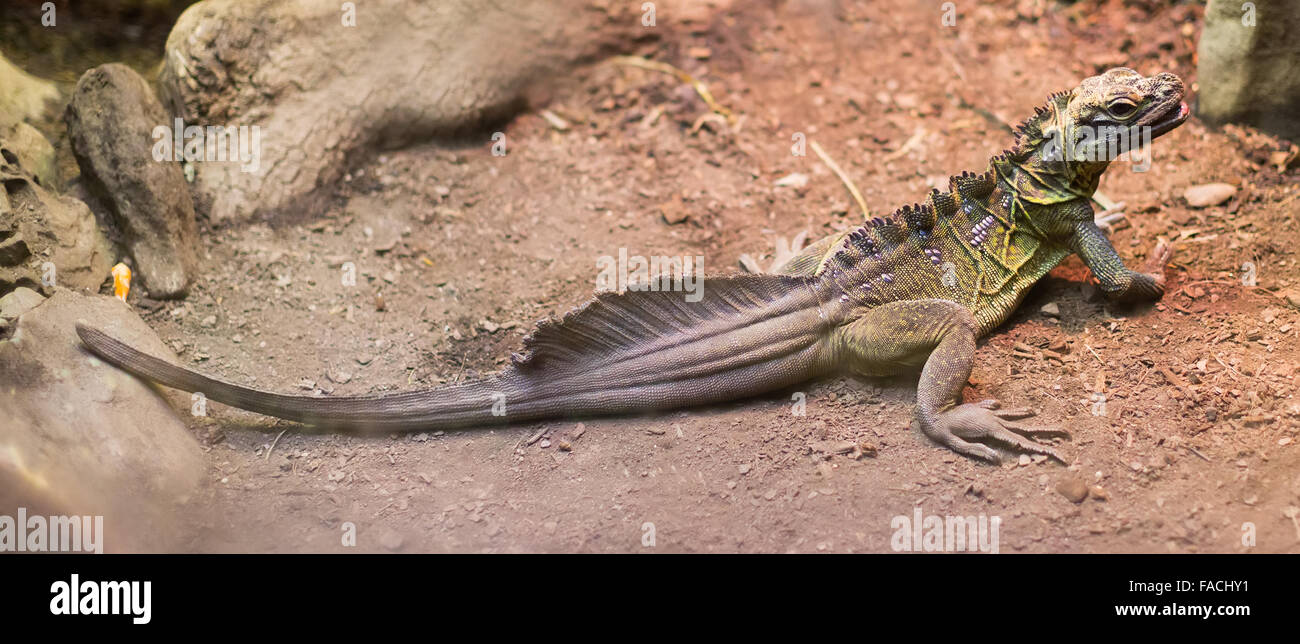 Philippine Sailfin Lizard at sand area Stock Photo - Alamy