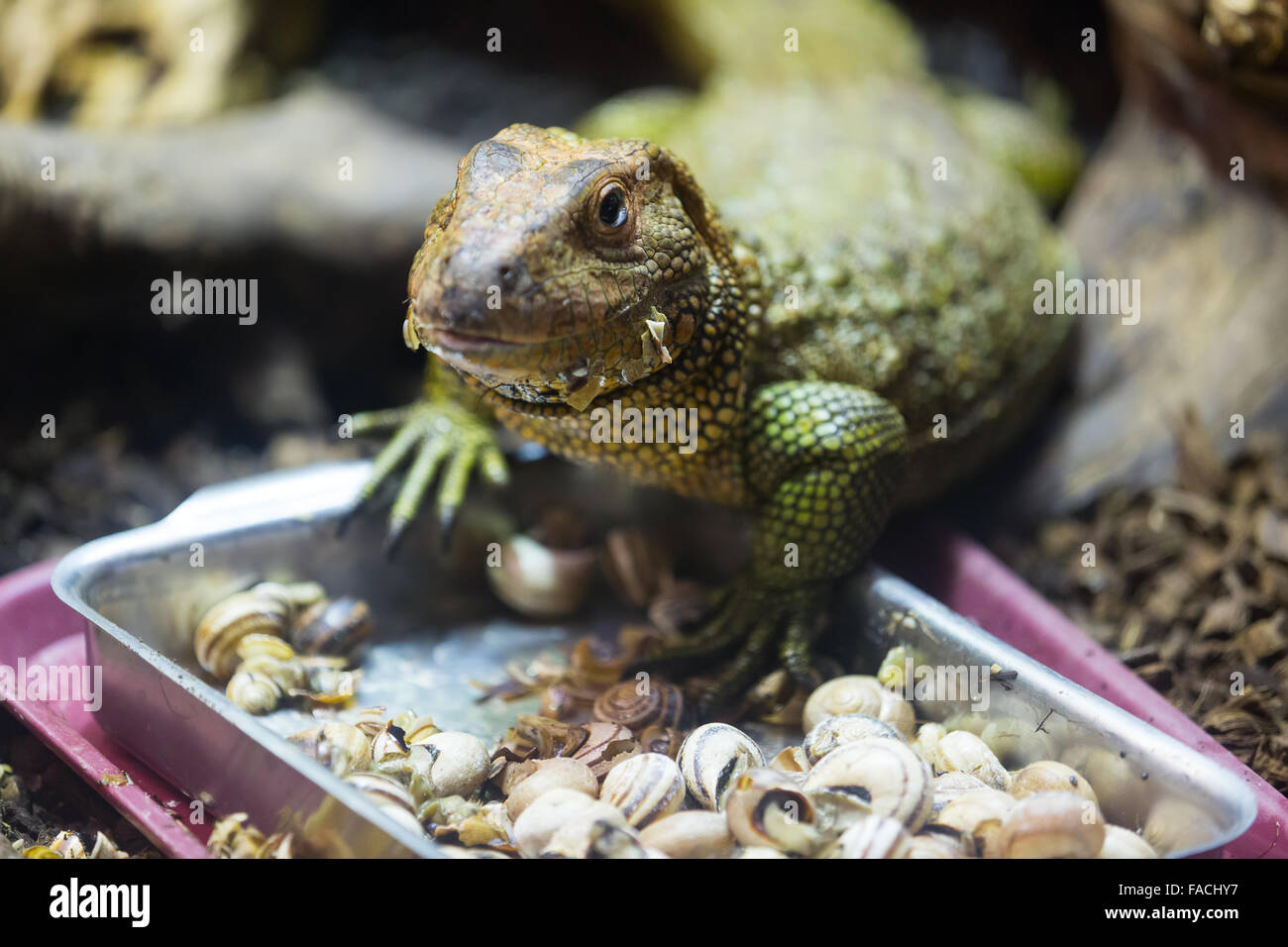 Snails South America High Resolution Stock Photography and Images - Alamy