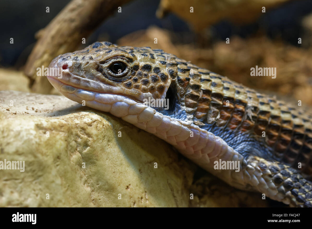 Sudan plated lizard (Gerrhosaurus major), also known as the Western ...