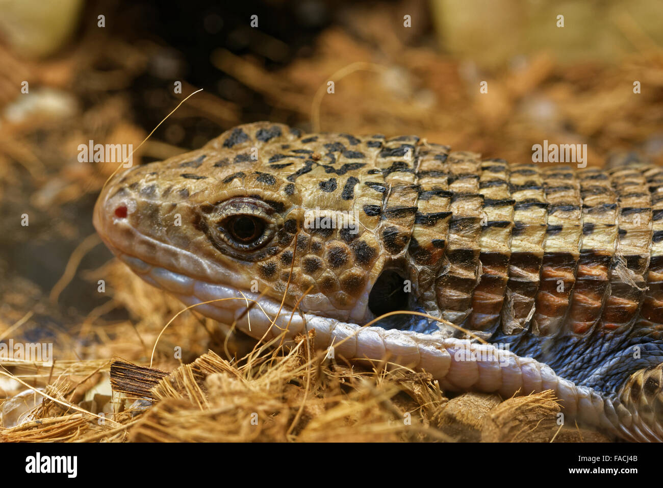 Sudan plated lizard (Gerrhosaurus major), also known as the Western ...