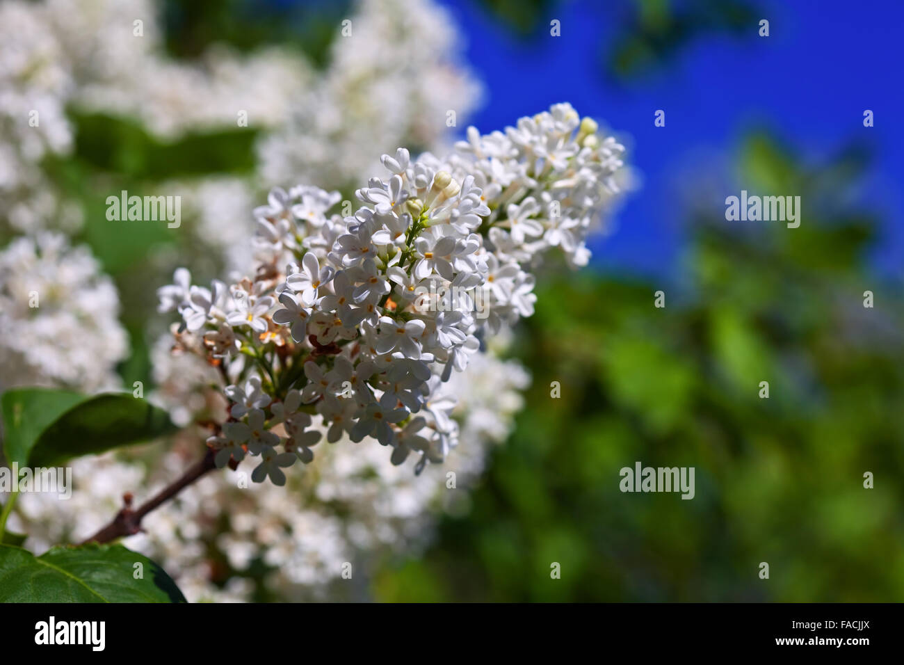 White lilac branch in spring Stock Photo - Alamy