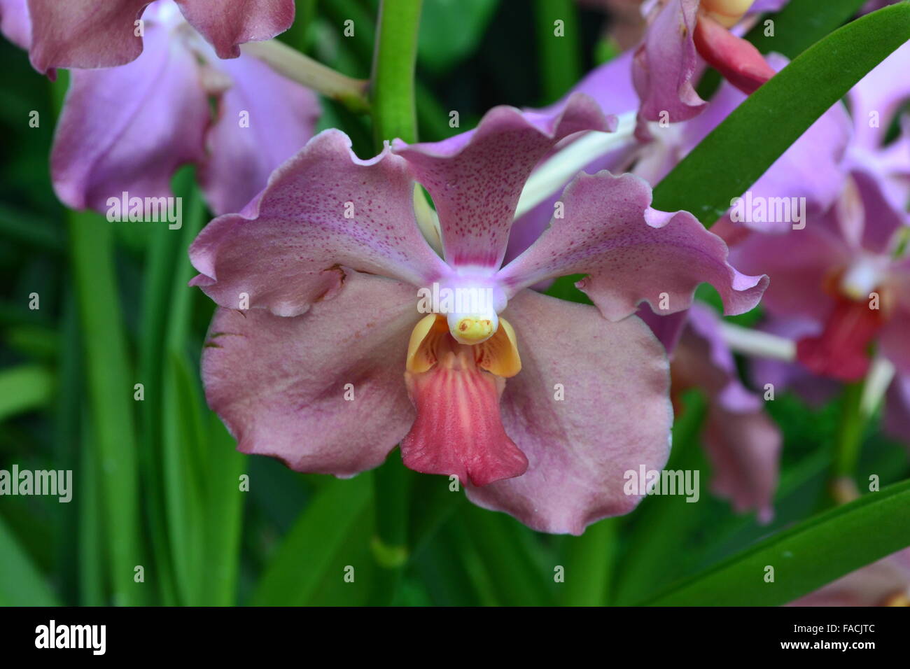 Purple violet orchids in garden Stock Photo - Alamy