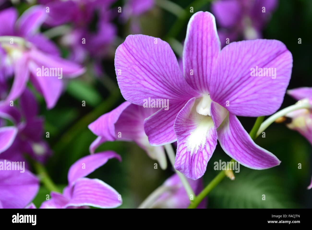 Beautiful orchid branches in hi-res stock photography and images - Alamy