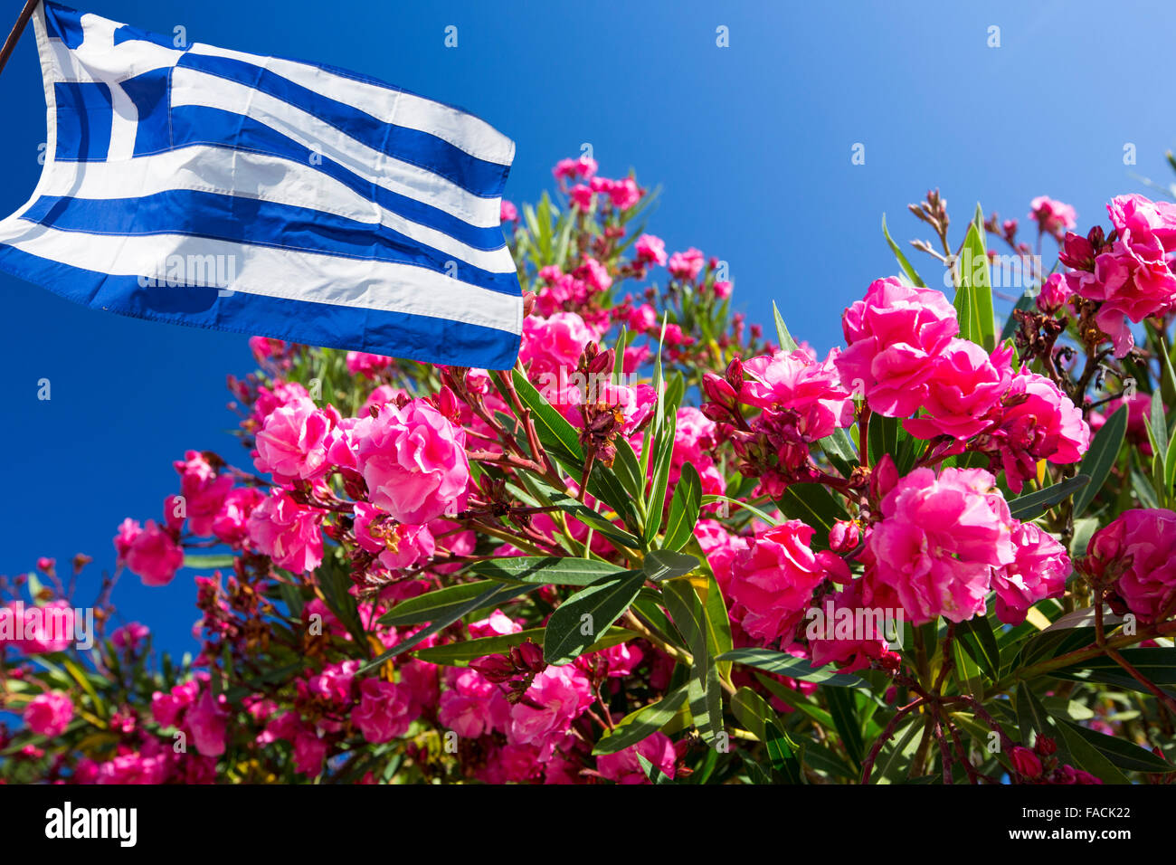Pink Flowering Shrub High Resolution Stock Photography and Images - Alamy