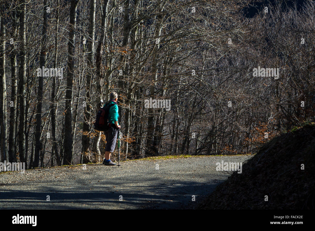 Female walker hiker on road against sunlit trees Stock Photo - Alamy