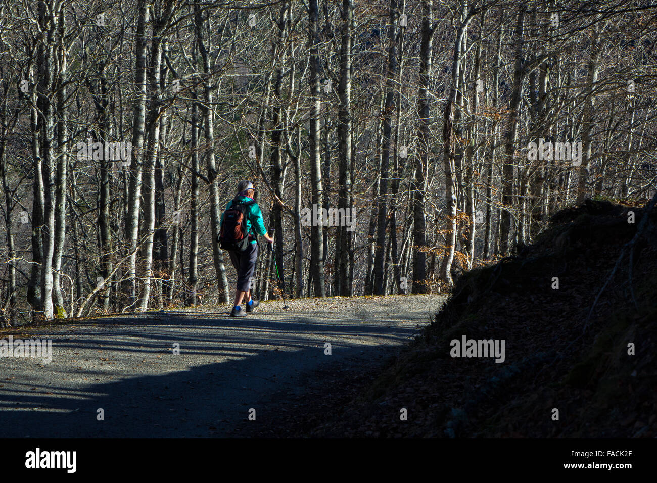 Female walker hiker on road against sunlit trees Stock Photo - Alamy