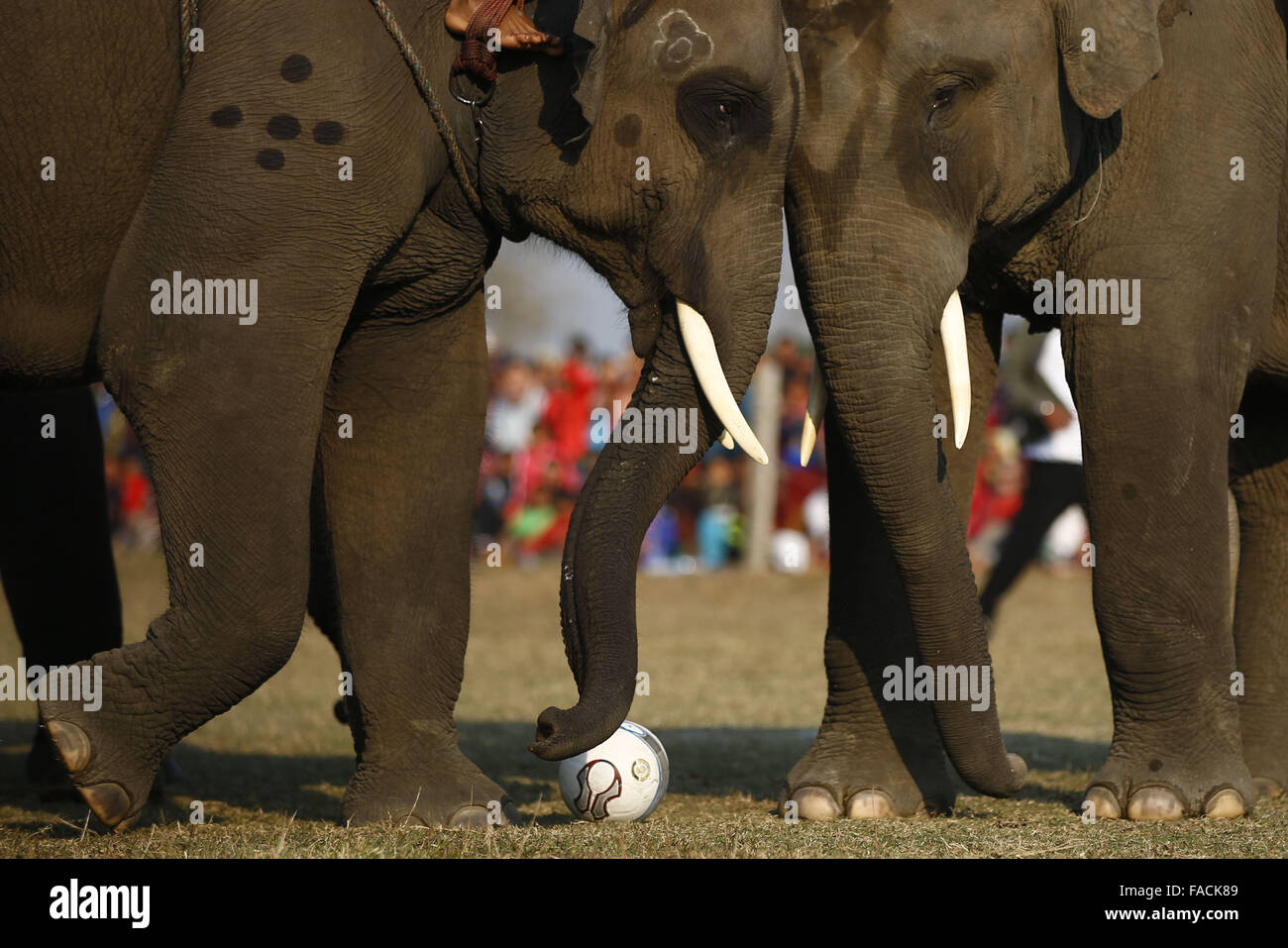 Chitwan, Sauhara, Nepal. 27th Dec, 2015. Elephants playing football ...