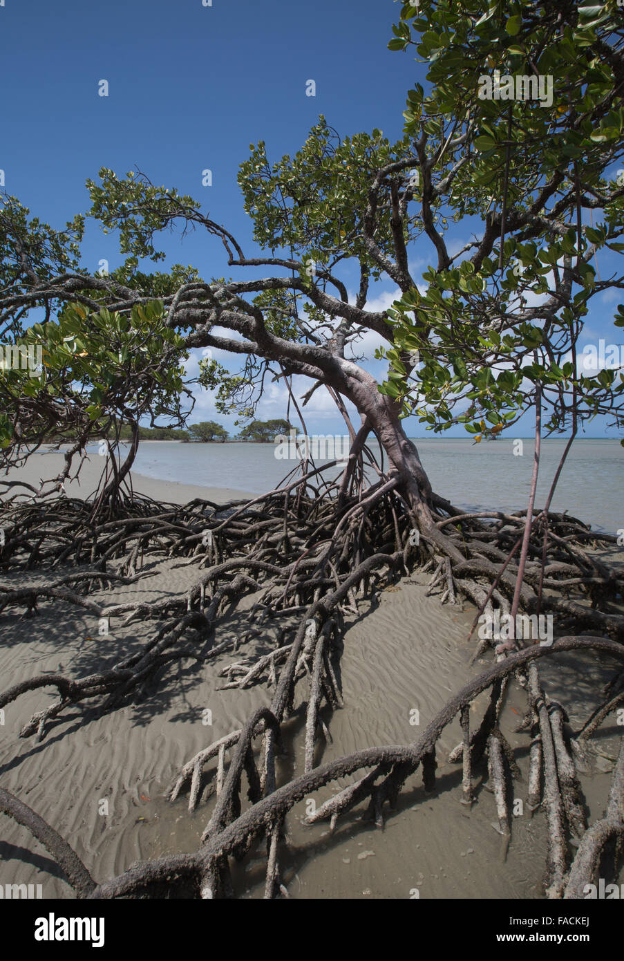 Mangrove tree, Cape Tribulation, Queensland, Australia Stock Photo - Alamy
