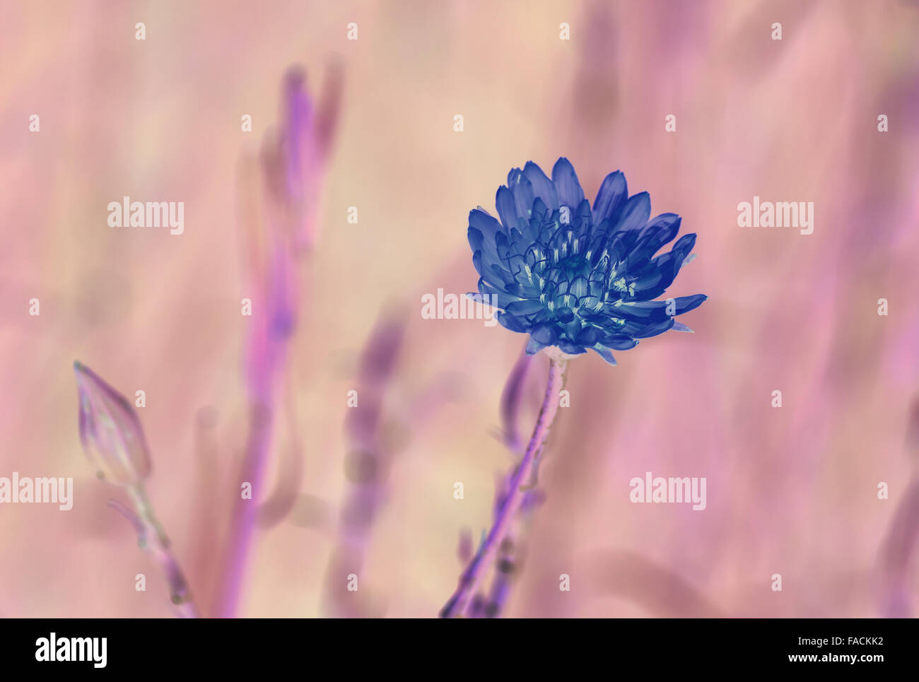 Beautiful and unusual alien flower close-up Stock Photo - Alamy