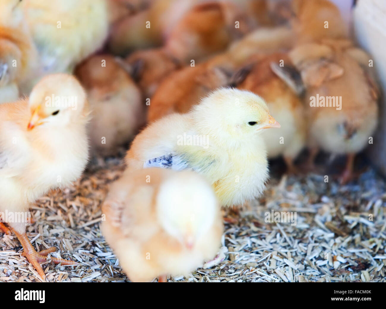 little yellow chickens in farm Stock Photo - Alamy