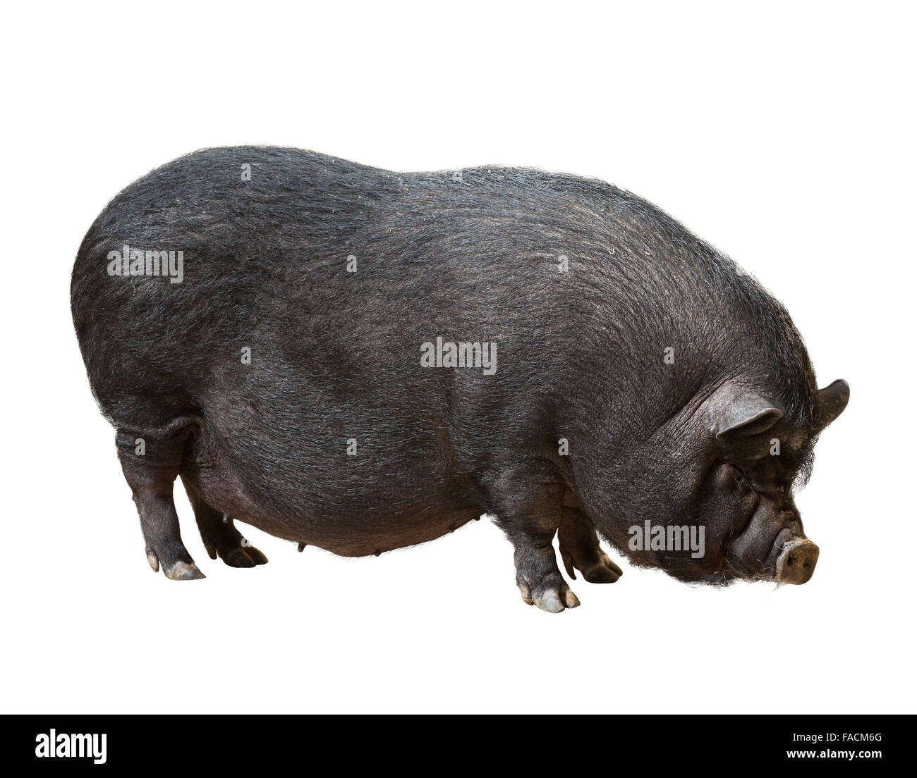 Black farm pig. Isolated over white Stock Photo - Alamy