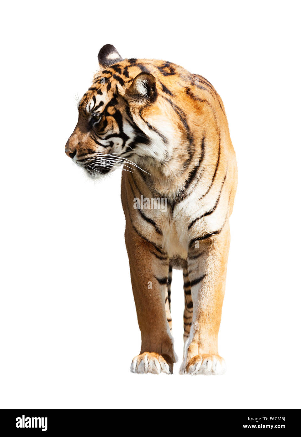 tiger. Isolated on white background Stock Photo - Alamy
