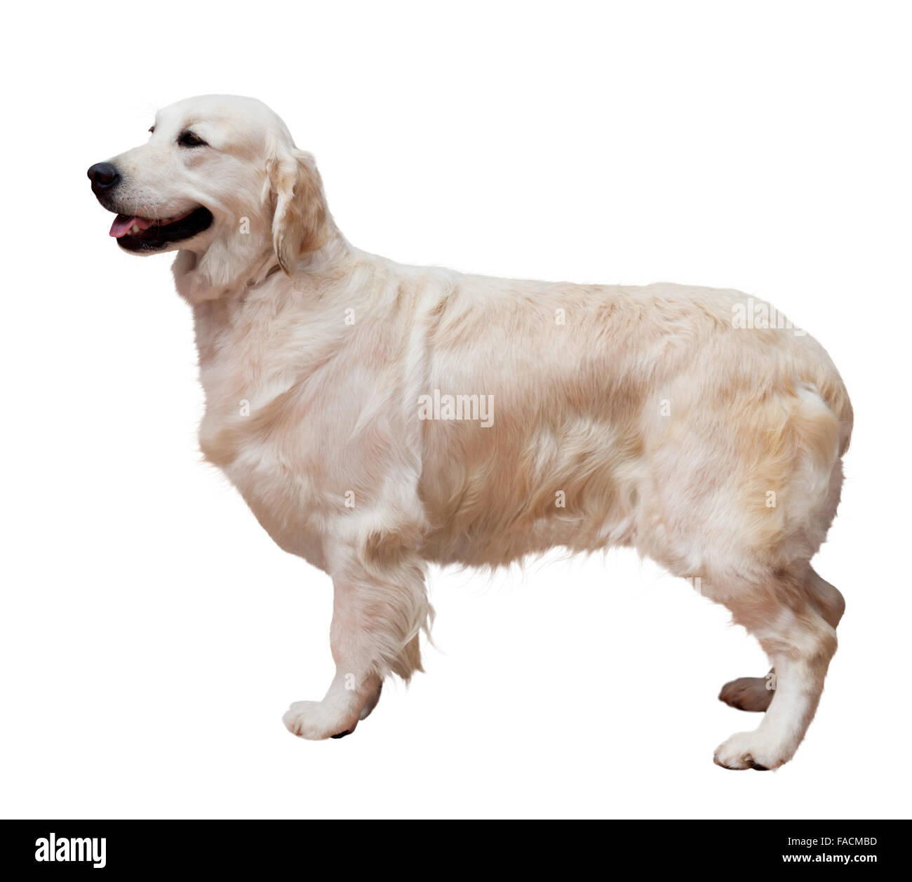 American golden retriever hi-res stock photography and images - Alamy