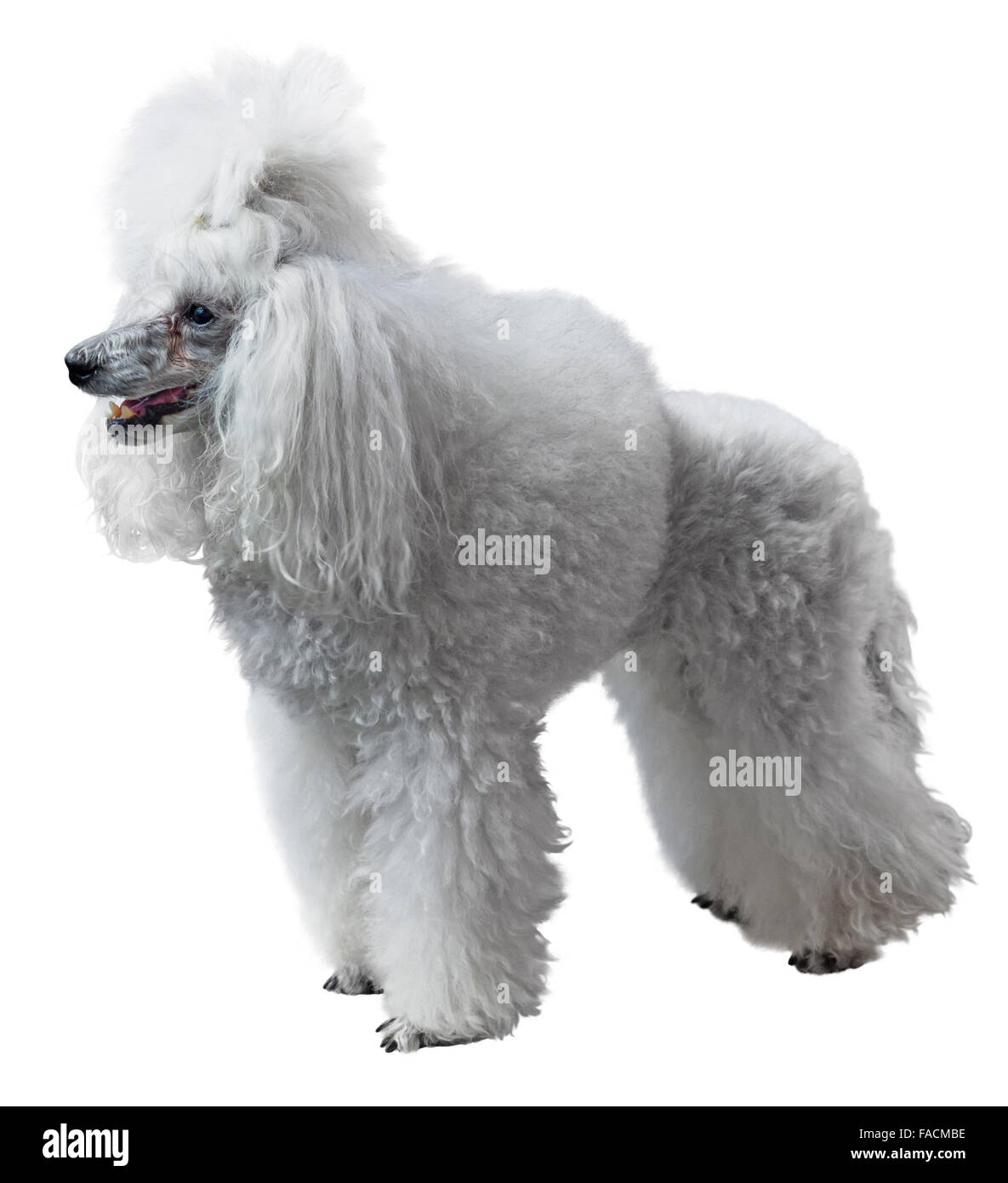 Elegant standart poodle hi-res stock photography and images - Alamy